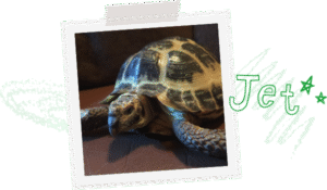 About Me – Adam Bushnell